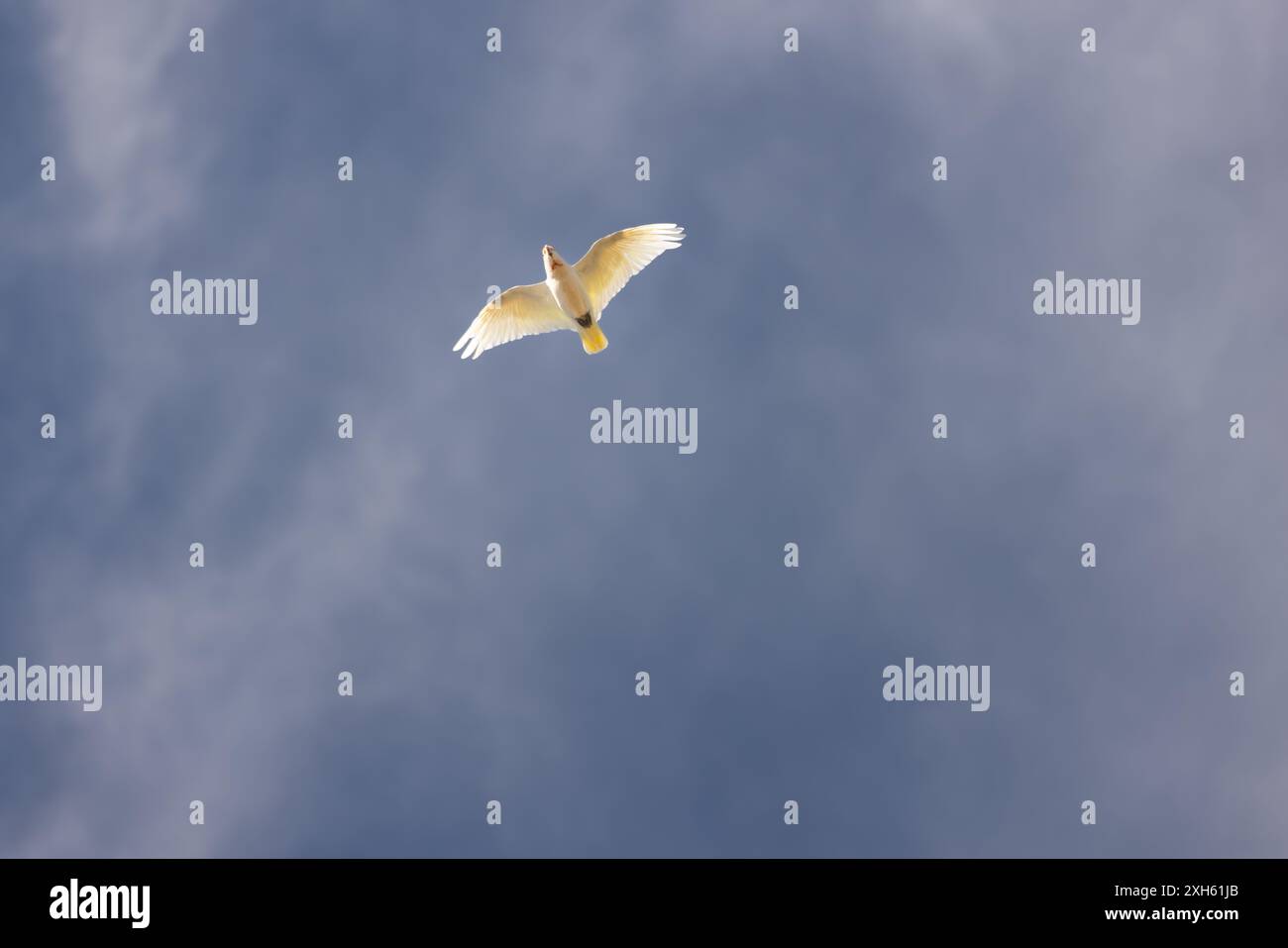 White cockatoo flying against a clear blue sky Stock Photo - Alamy