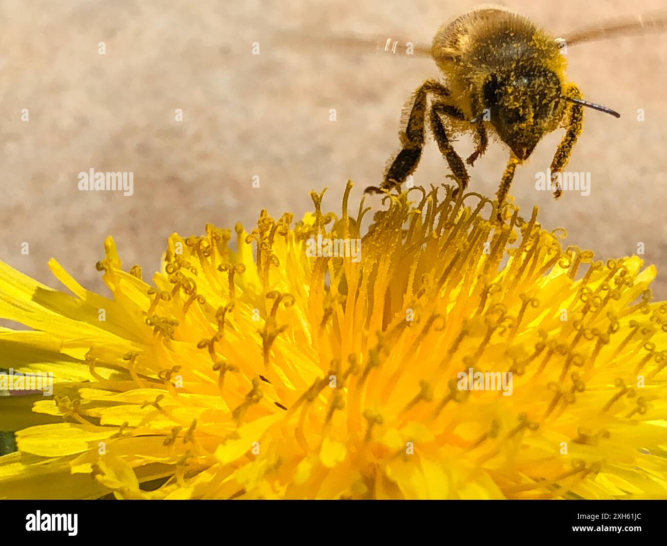 Covered winged insect hi-res stock photography and images - Alamy