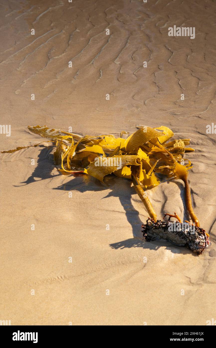 Abstract Yellow Seaweed on sandy beach with textured sand Stock Photo ...