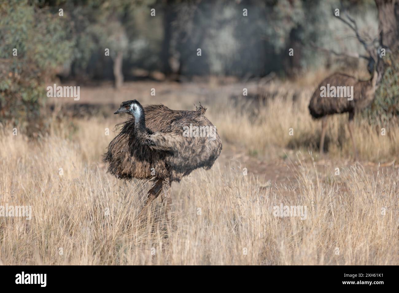 Two emus standing in tall grass, one blurred in the background Stock ...