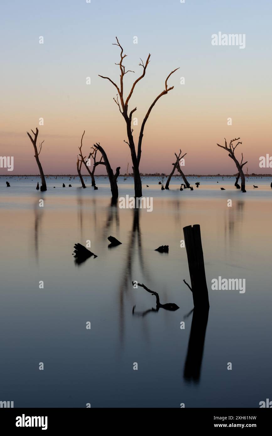 Dead trees reflecting in hi-res stock photography and images - Alamy