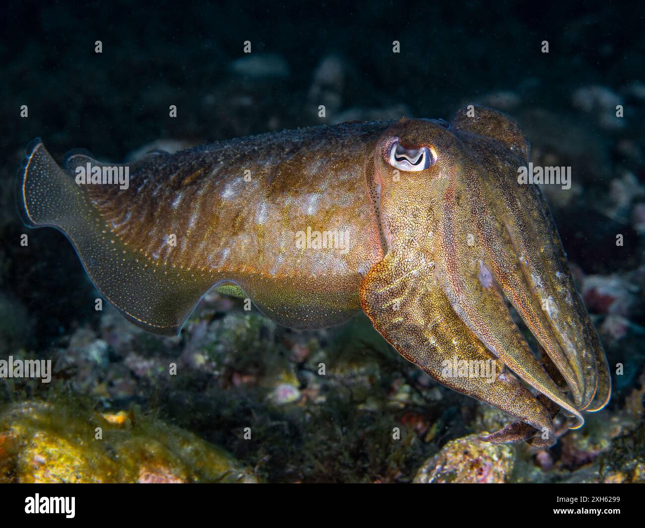 A cuttlefish underwater in the sea (Sepia officinalis Stock Photo - Alamy