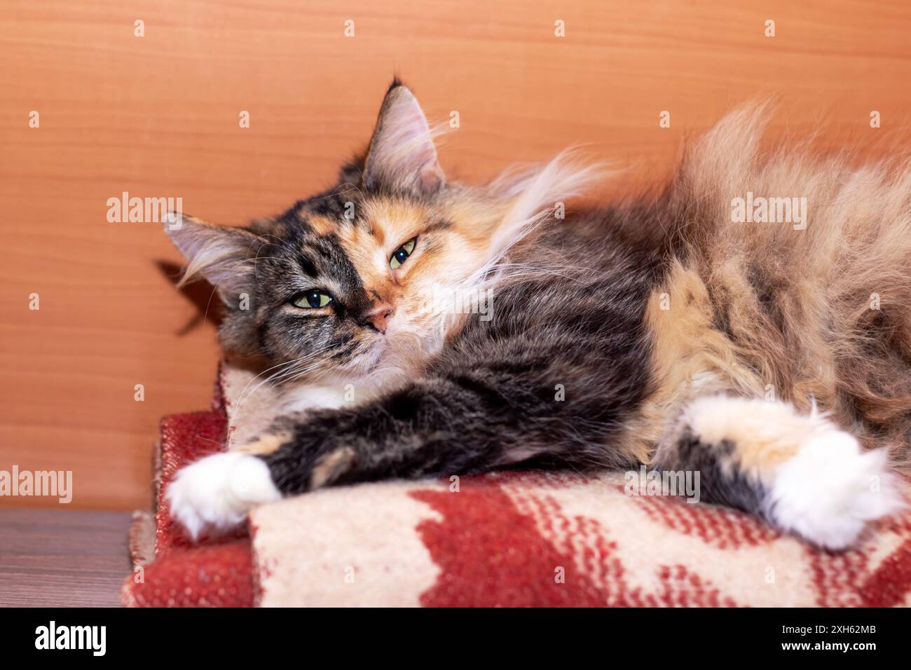 A beautiful calico cat is peacefully resting on a cozy red and white ...