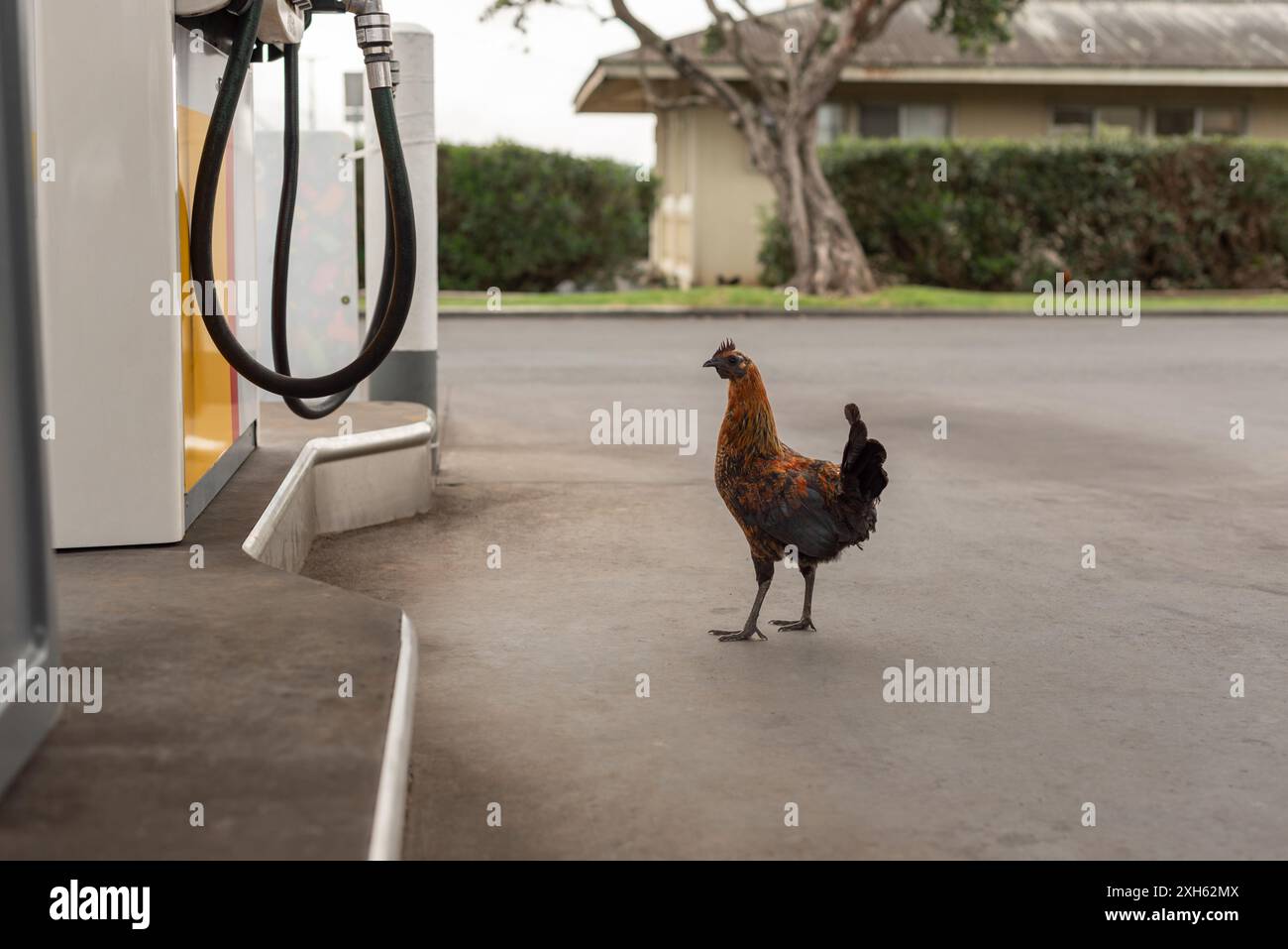 Hawaiian feral rooster roaming free by gas station fuel pump in Hawaii ...