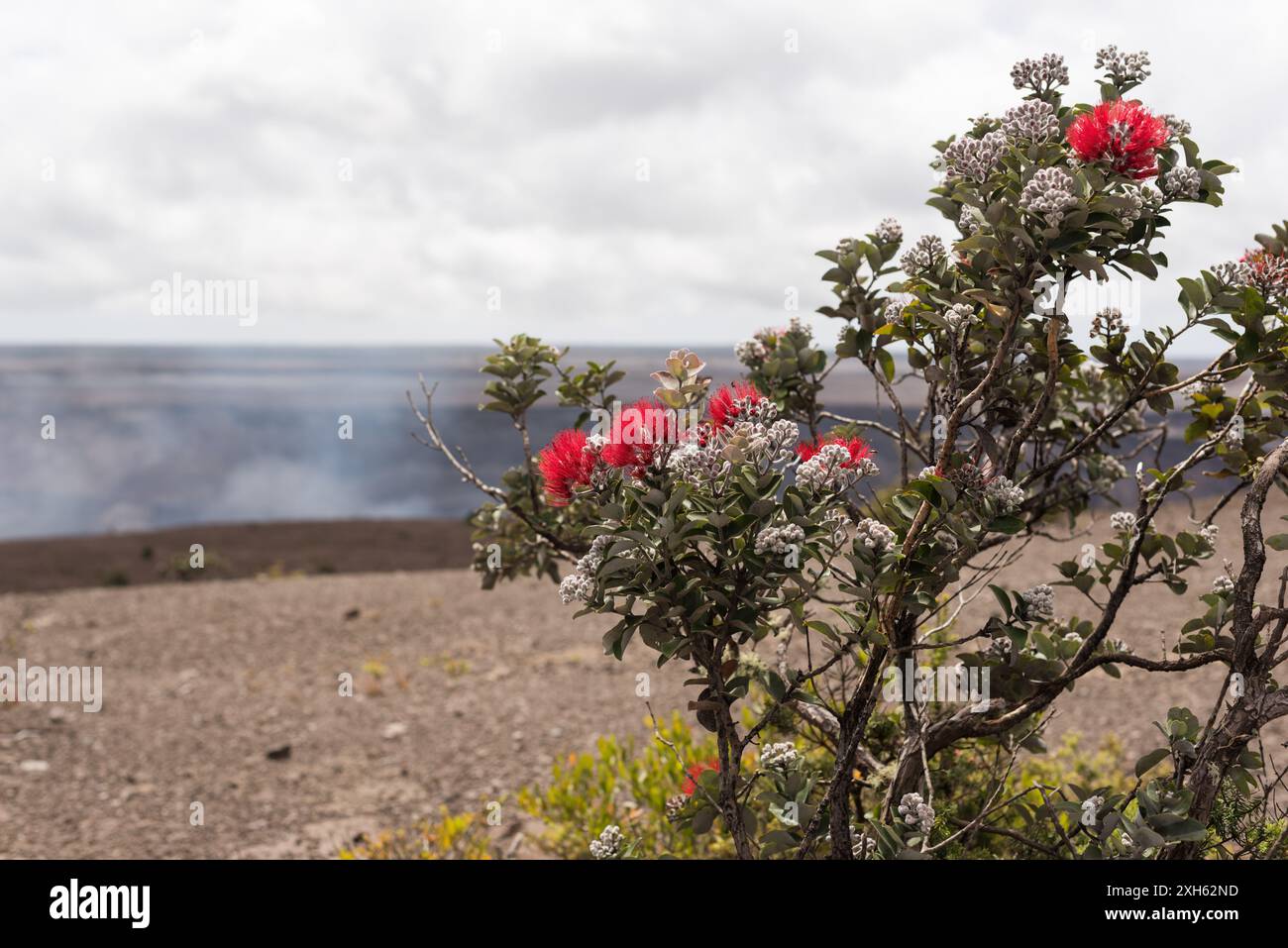 Hawaii state endemic tree hi-res stock photography and images - Alamy