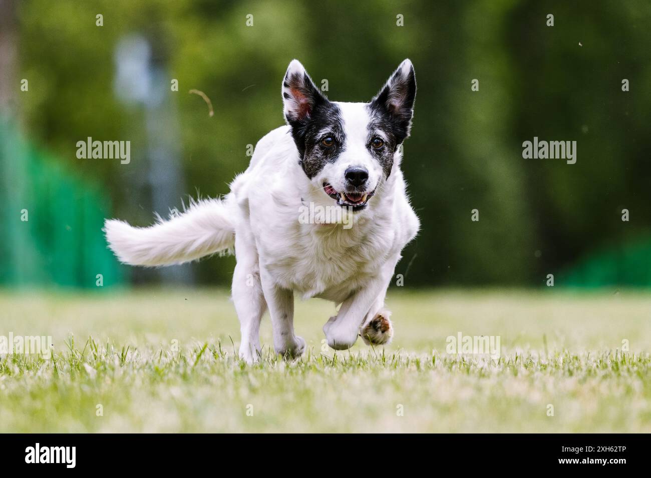 American mixed breed mutt hi-res stock photography and images - Alamy