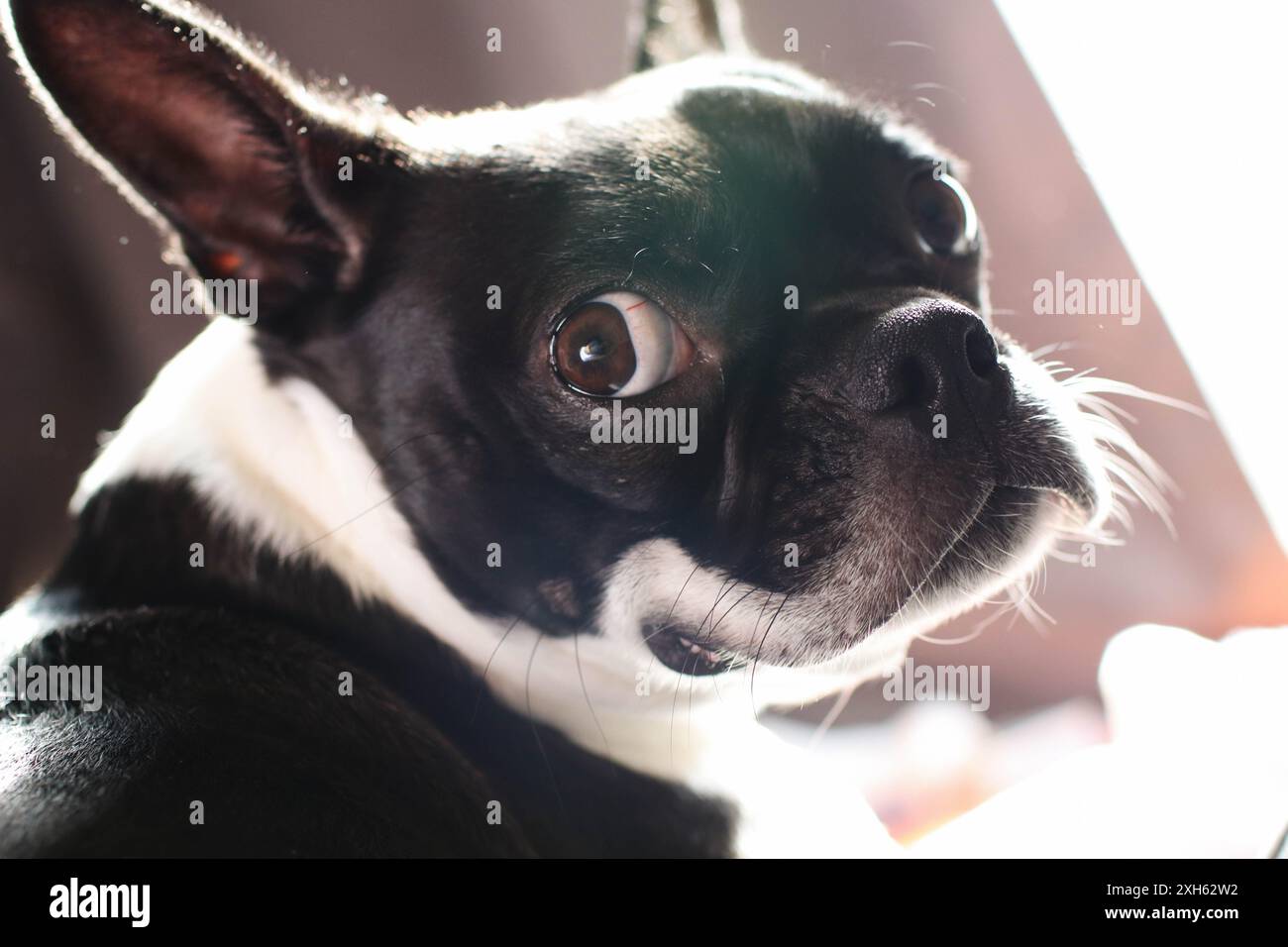Her boston terrier dog hi-res stock photography and images - Alamy