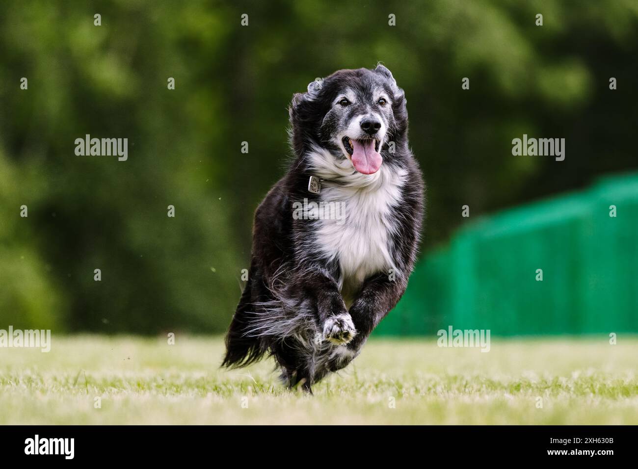 Breed border collie hi-res stock photography and images - Alamy