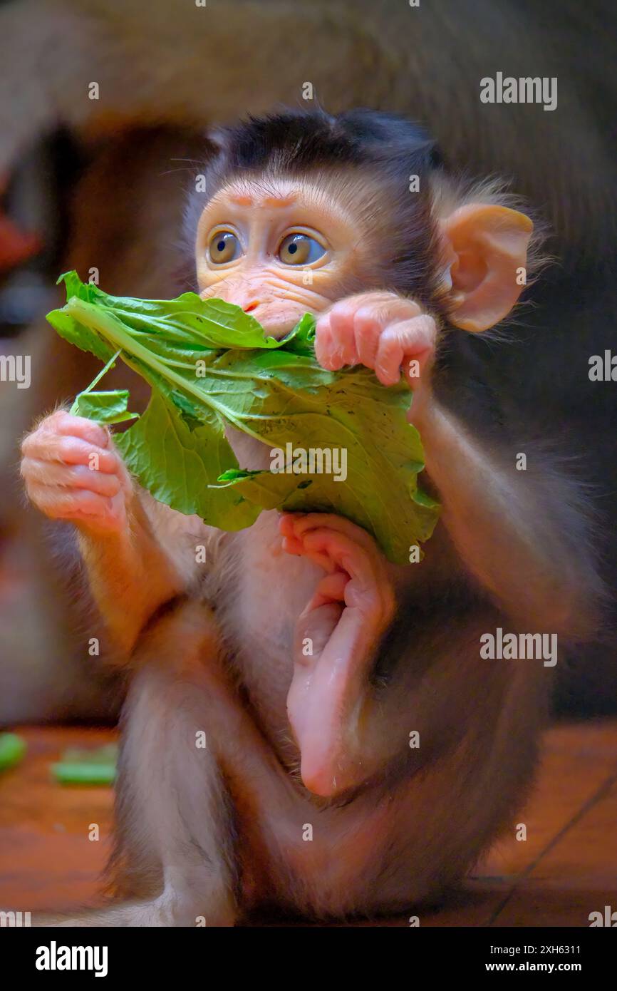 Portrait baby southern pig-tailed macaque Stock Photo - Alamy