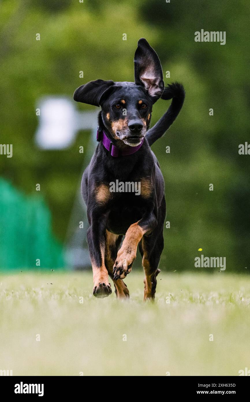 Mixed Breed Hound Mutt Running in Lure Coursing Dog Sport Stock Photo ...
