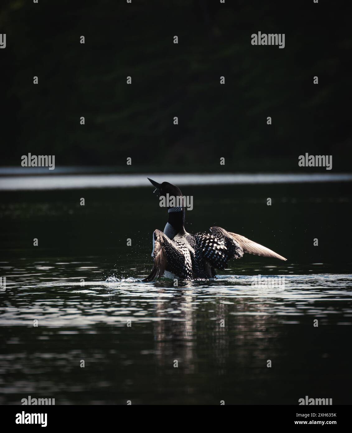 Common loon stretching wings hi-res stock photography and images - Alamy