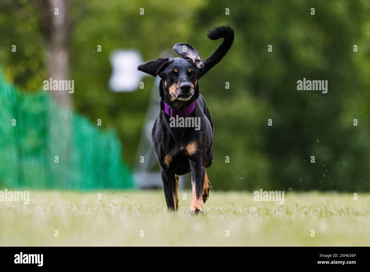 Mixed Breed Hound Mutt Running in Lure Coursing Dog Sport Stock Photo ...