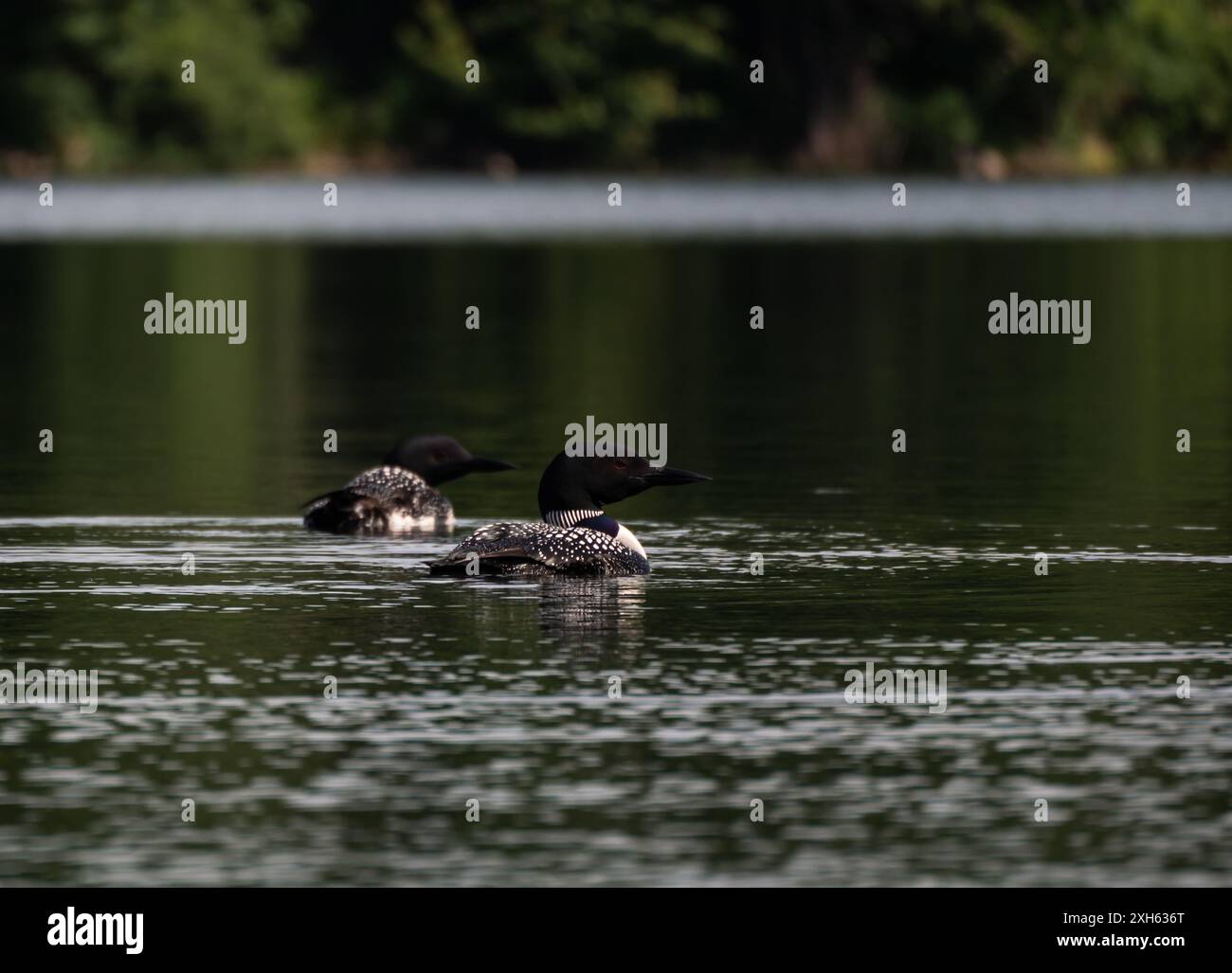 Female loon hi-res stock photography and images - Alamy