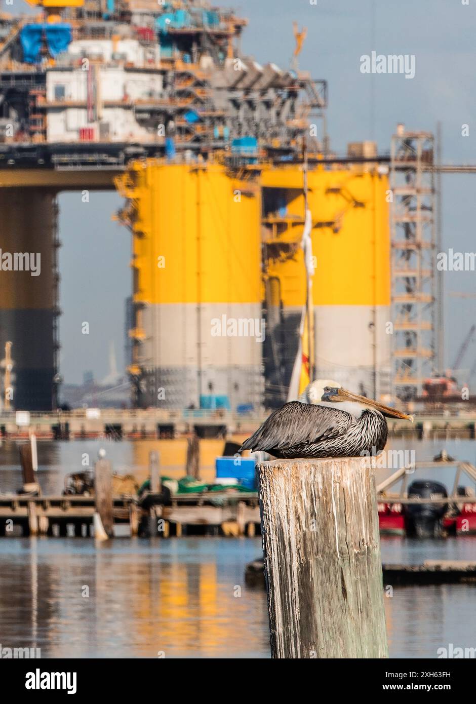 Offshore platform bird hi-res stock photography and images - Alamy