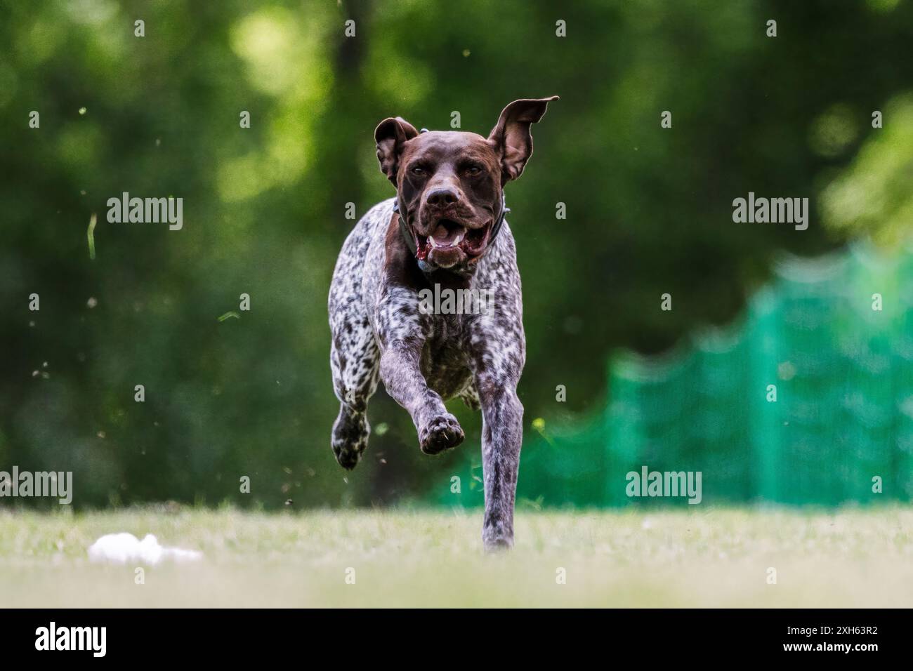 Purebred German Shorthaired Pointer Dog Running Lure Course Dog Sport ...
