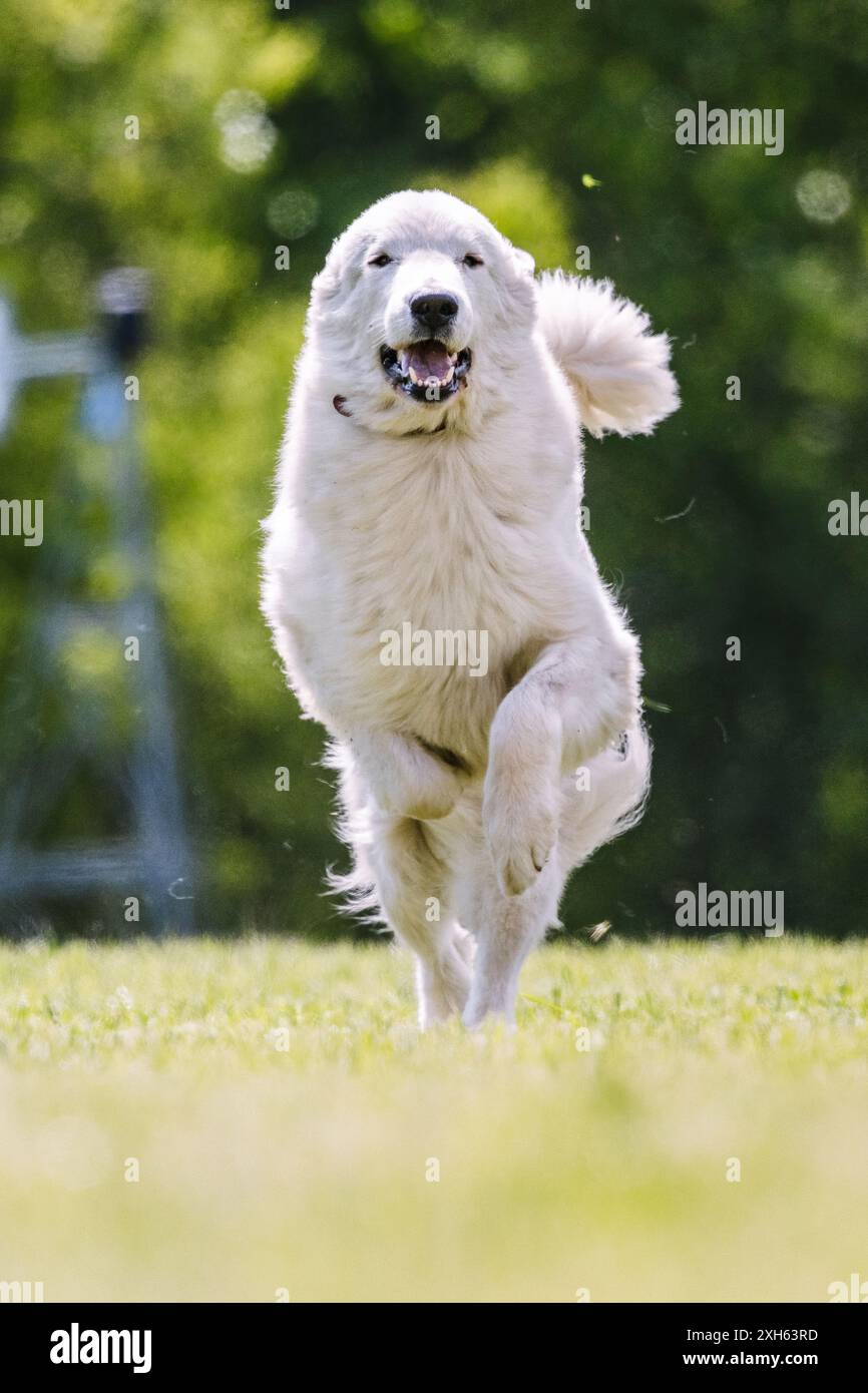 Purebred Great Pyrenees Running in Lure Coursing Dog Sport Stock Photo ...