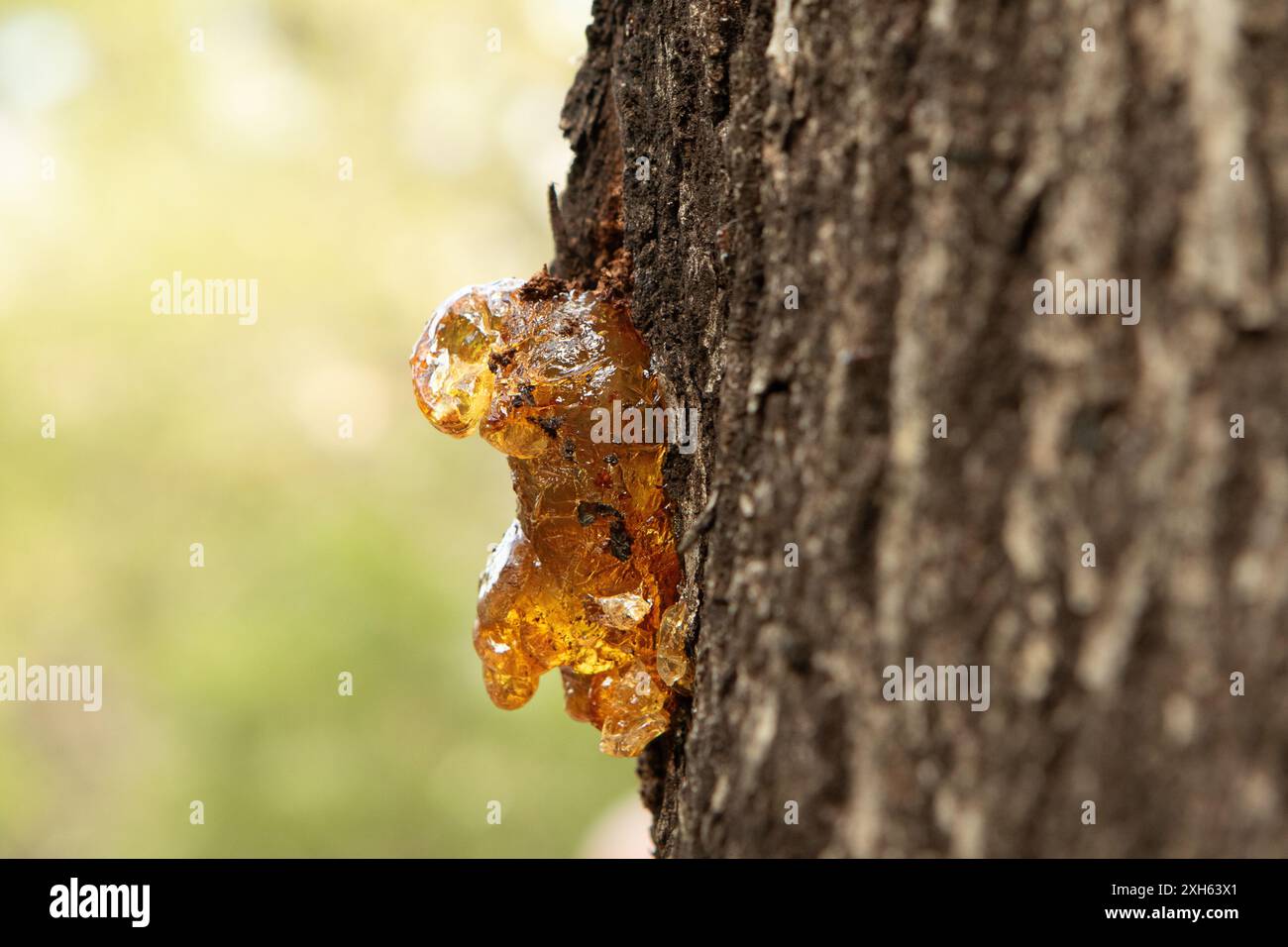 Golden resin is oozing from a tree trunk in nature Stock Photo - Alamy