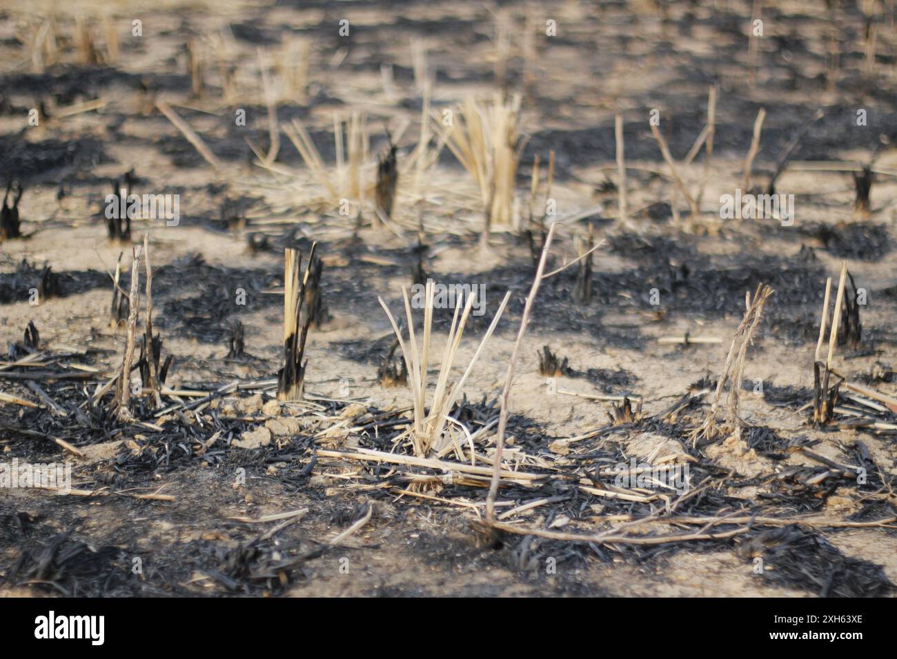 Rice stubble caused by burning in rice fields after harvest Stock Photo ...
