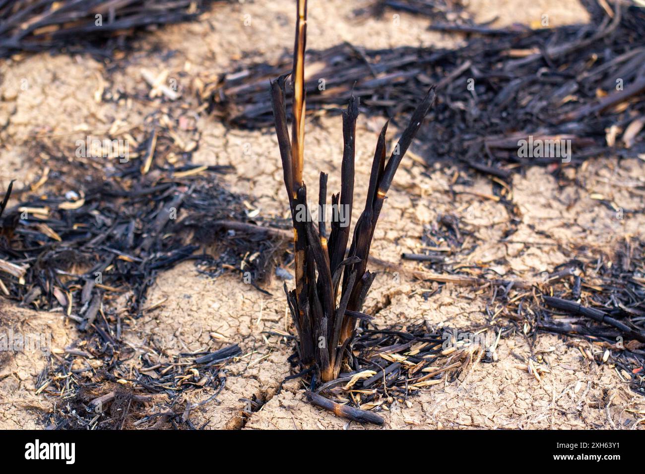 Rice stubble caused by burning in rice fields after harvest Stock Photo ...