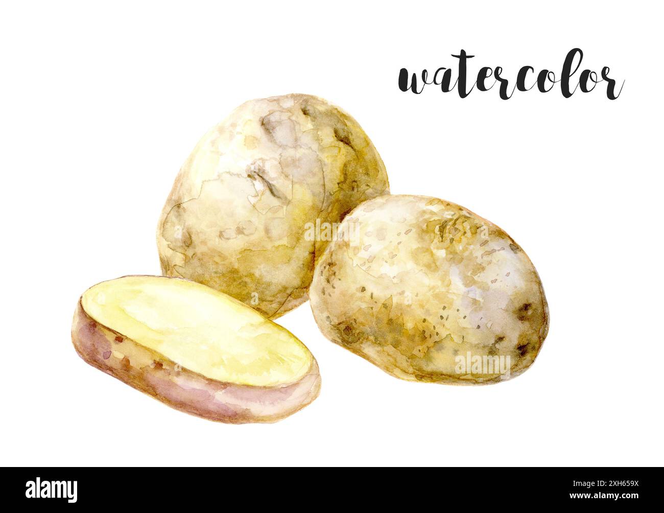 Watercolor painting of handpainted potatoes. Ideal for art, cooking ...