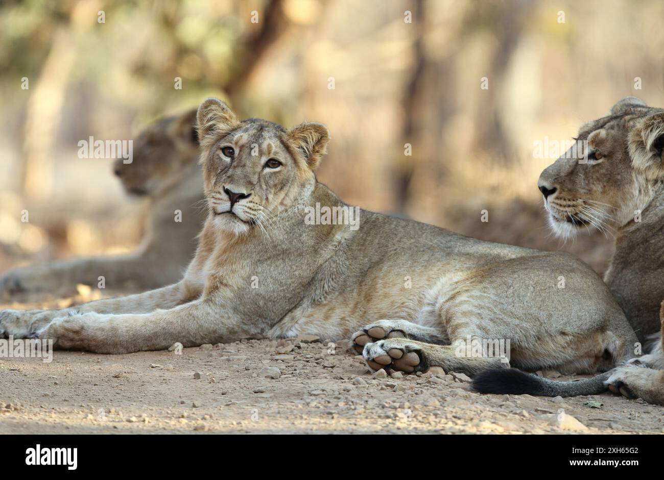 Asiatic lion (Panthera leo persica, Panthera leo goojratensis), lioness ...