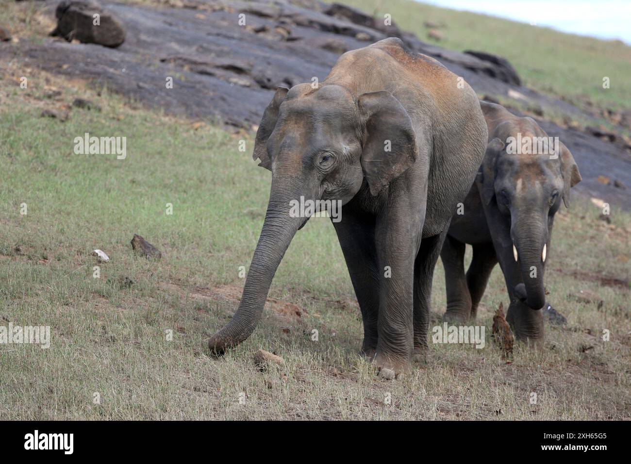 Indian elephant (Elephas maximus indicus, Elephas maximus bengalensis ...