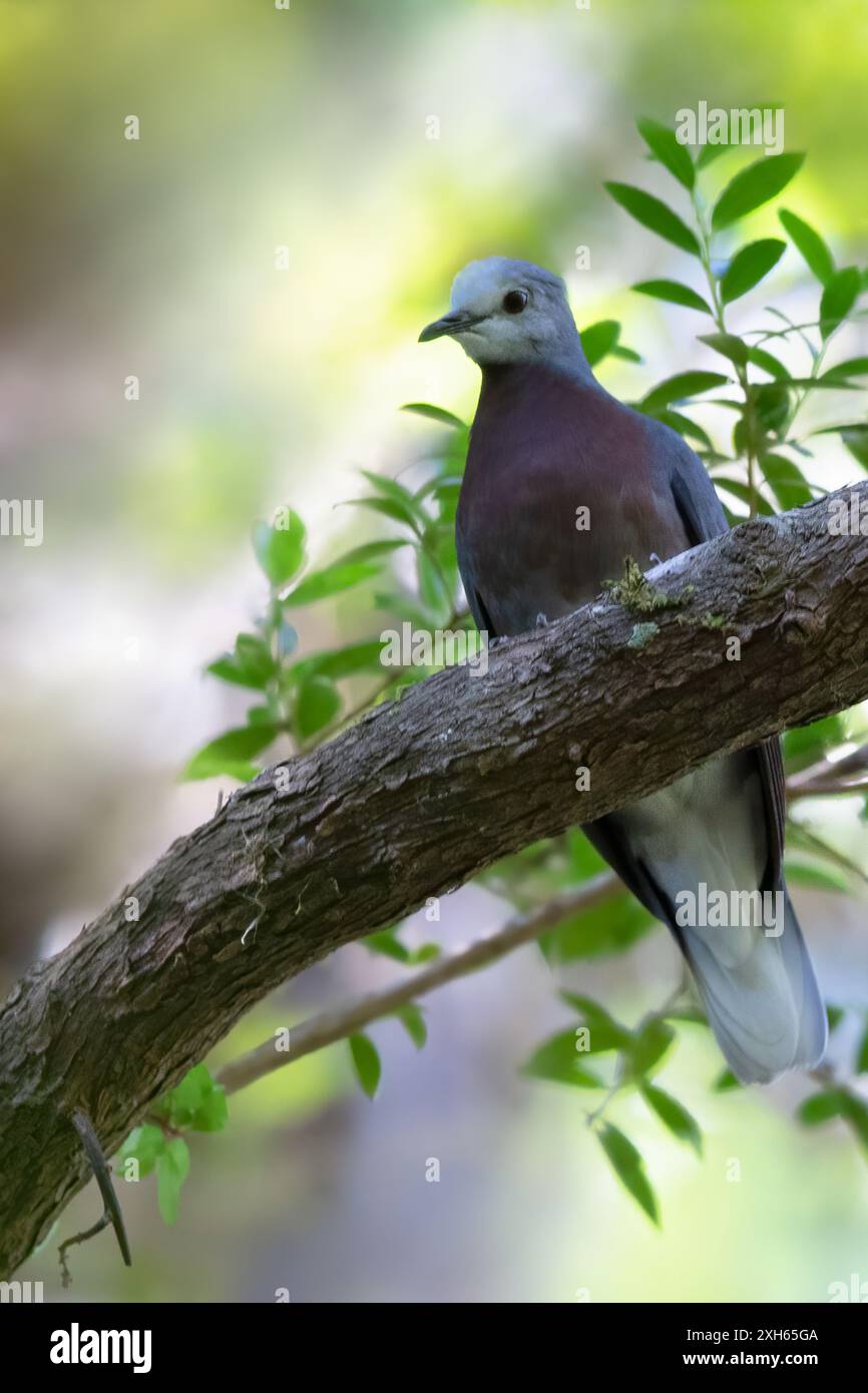 Maroon chested ground doves hi-res stock photography and images - Alamy