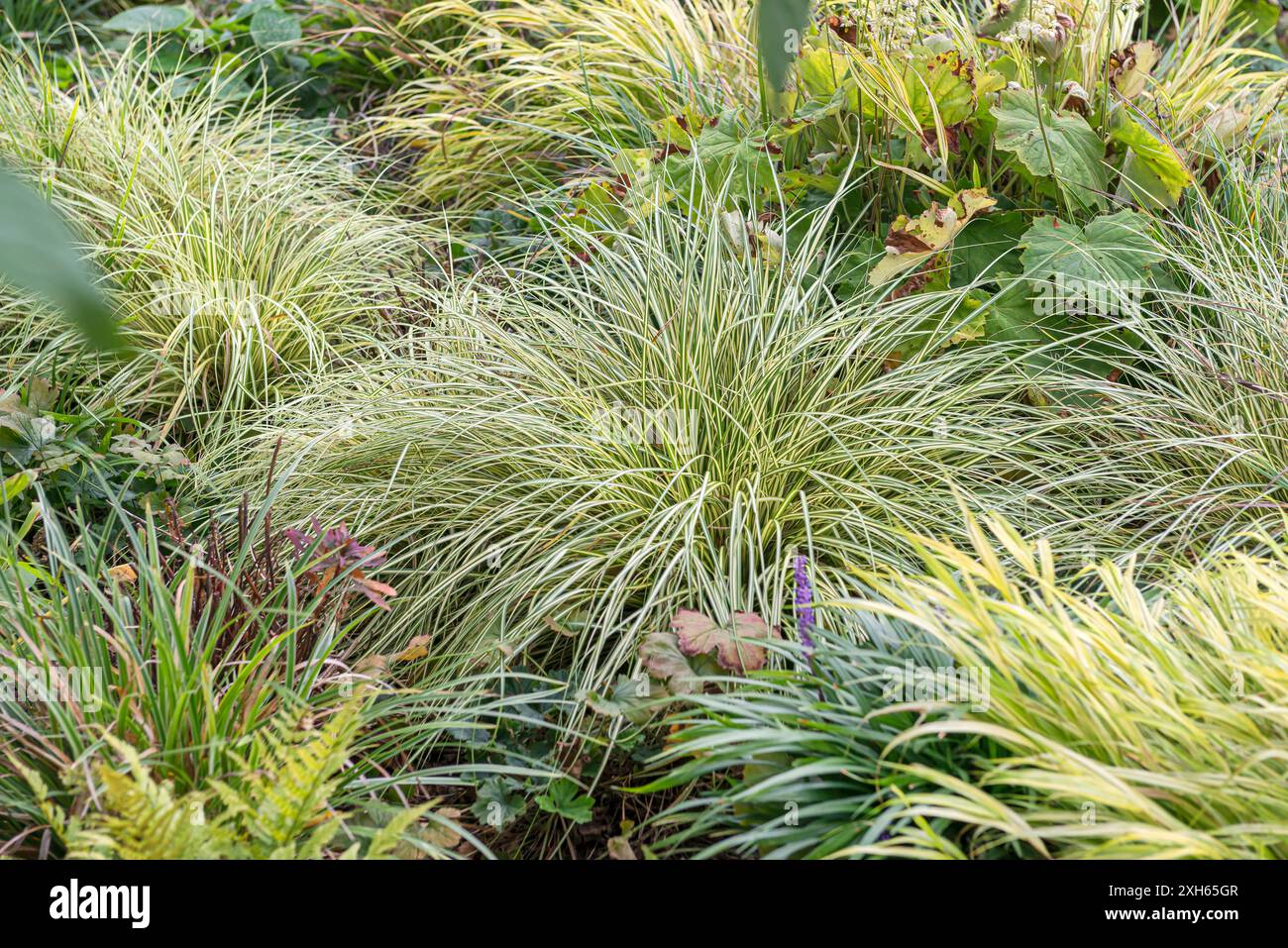 sedge, Evergold (Carex oshimensis 'Evergold', Carex oshimensis Evergold ...
