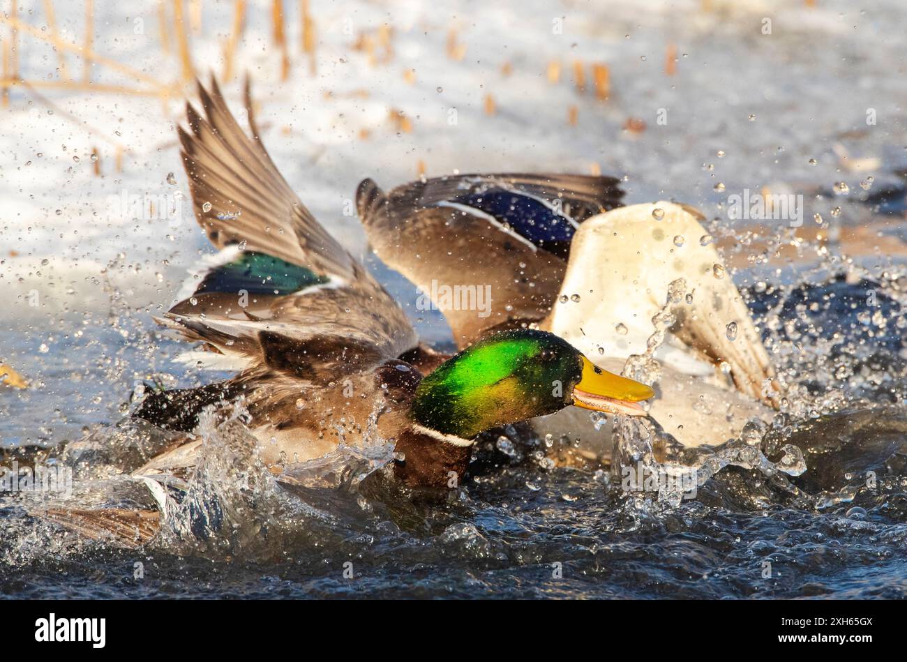 Two male mallard ducks fight hi-res stock photography and images - Alamy