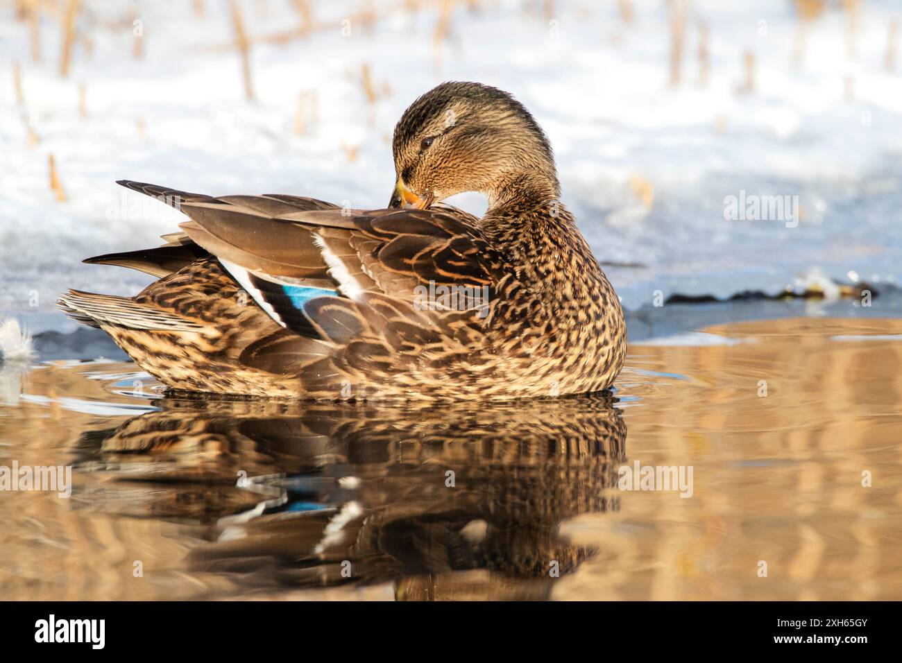 mallard (Anas platyrhynchos), swimming female preening her plumage ...