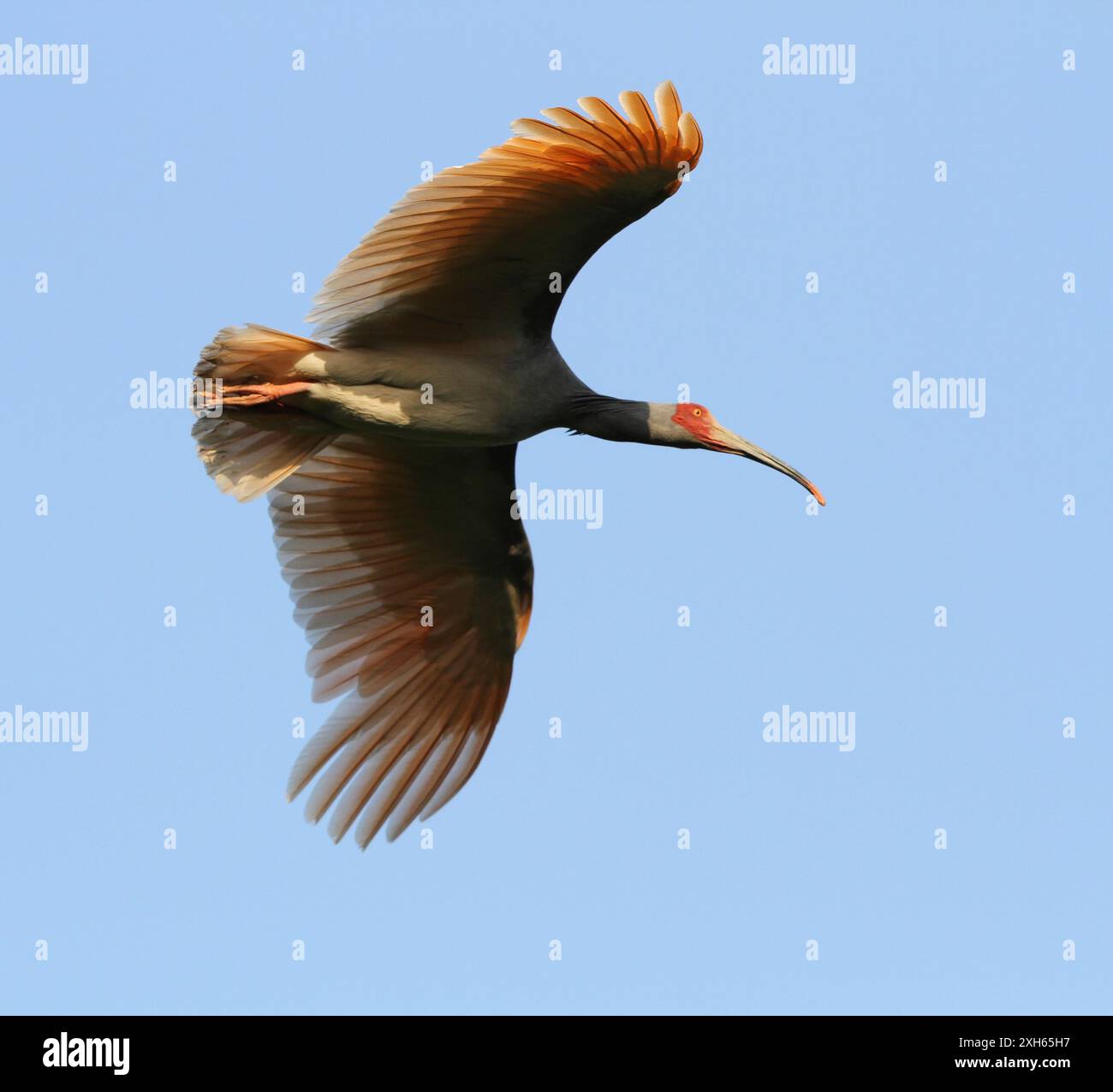 Japanese crested ibis, Asian crested ibis, Imperial crested ibis ...