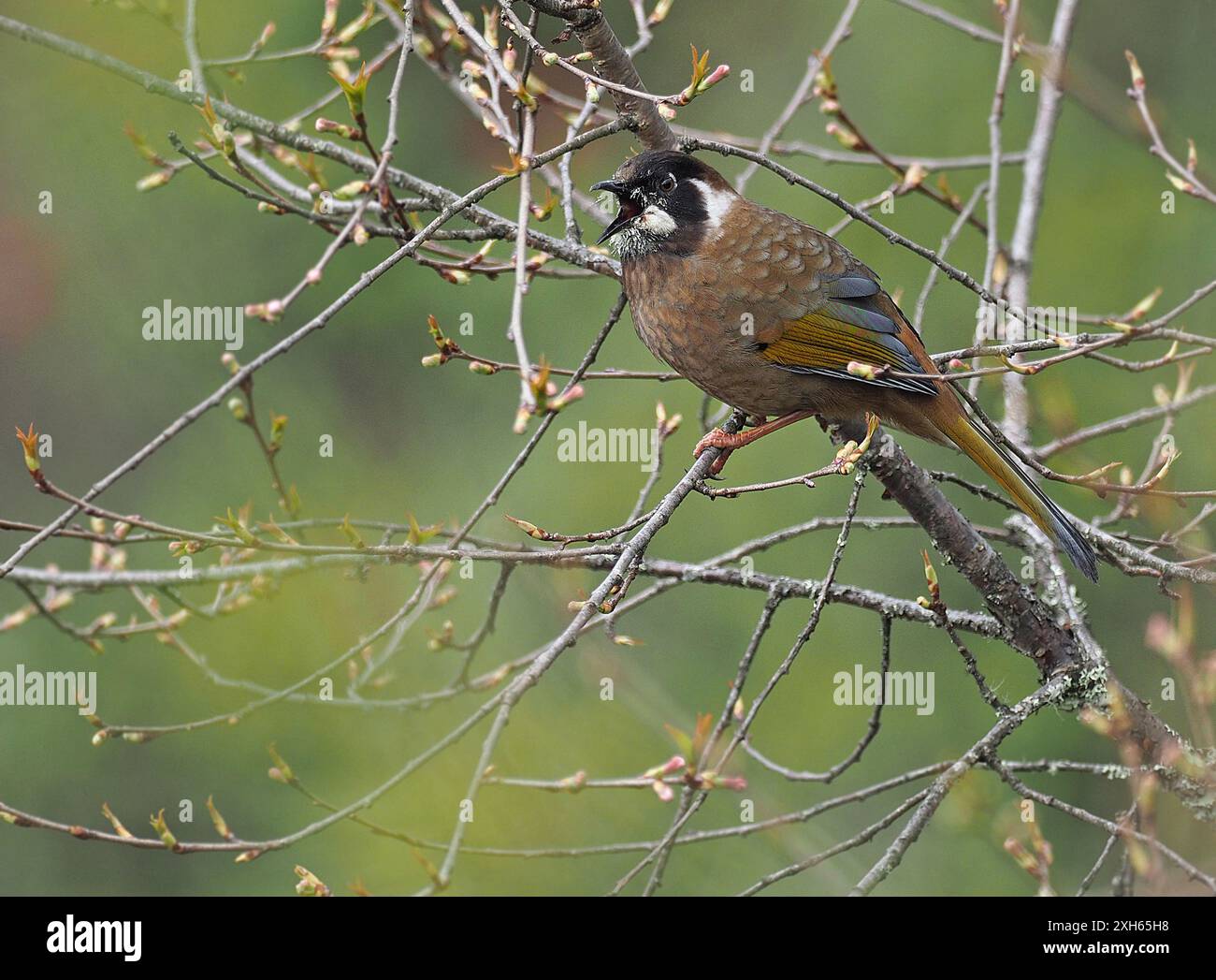 Black faced laughing thrushes hi-res stock photography and images - Alamy
