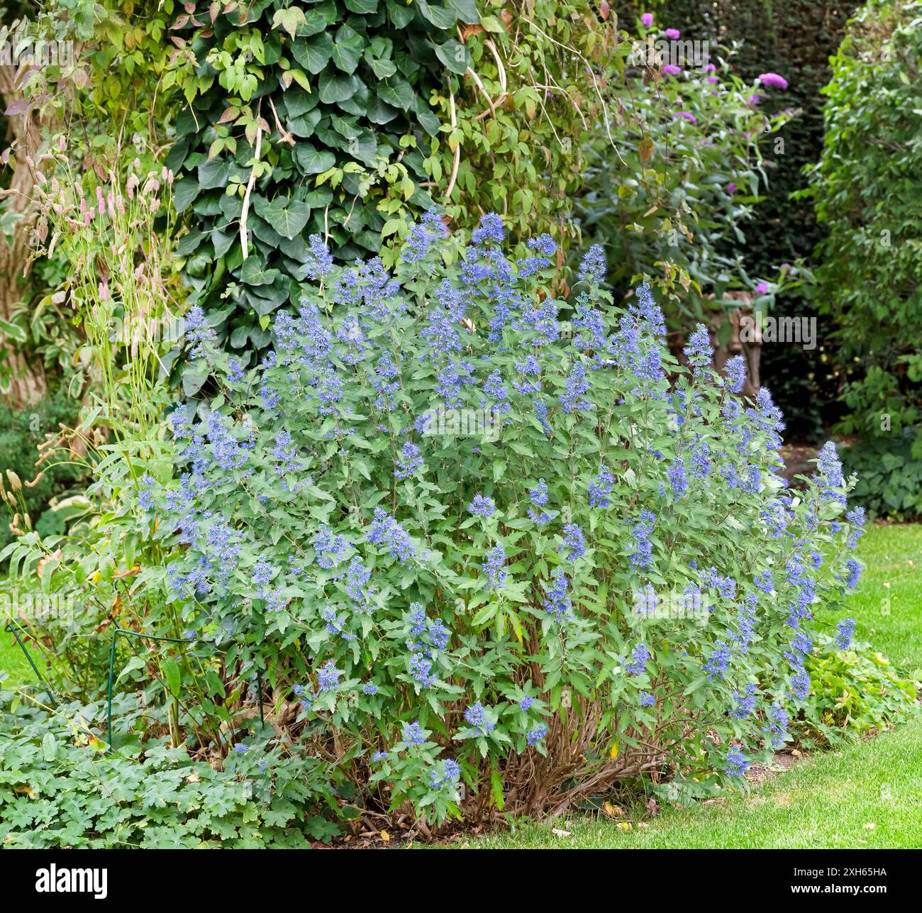 Blue Beard, Blue Spiraea (Caryopteris x clandonensis 'Blue Balloon ...