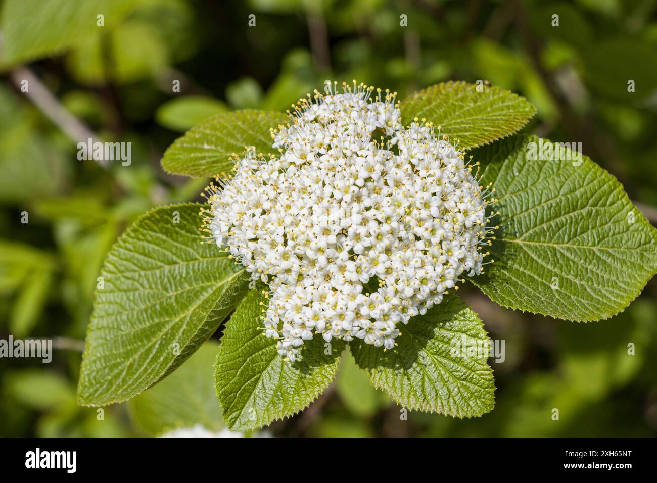 wayfaring-tree (Viburnum lantana), inflorescence, Germany, North Rhine ...