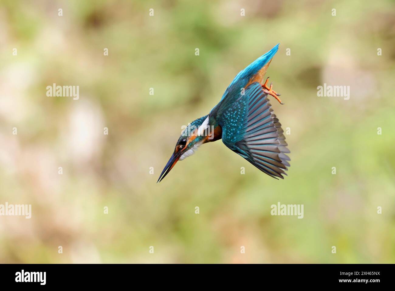 river kingfisher (Alcedo atthis), female starts the fish hunt, Germany ...