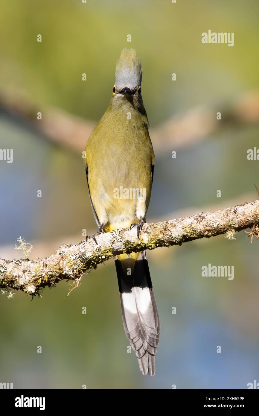 Long tailed silky flycatcher ptiliogonys caudatus hi-res stock ...
