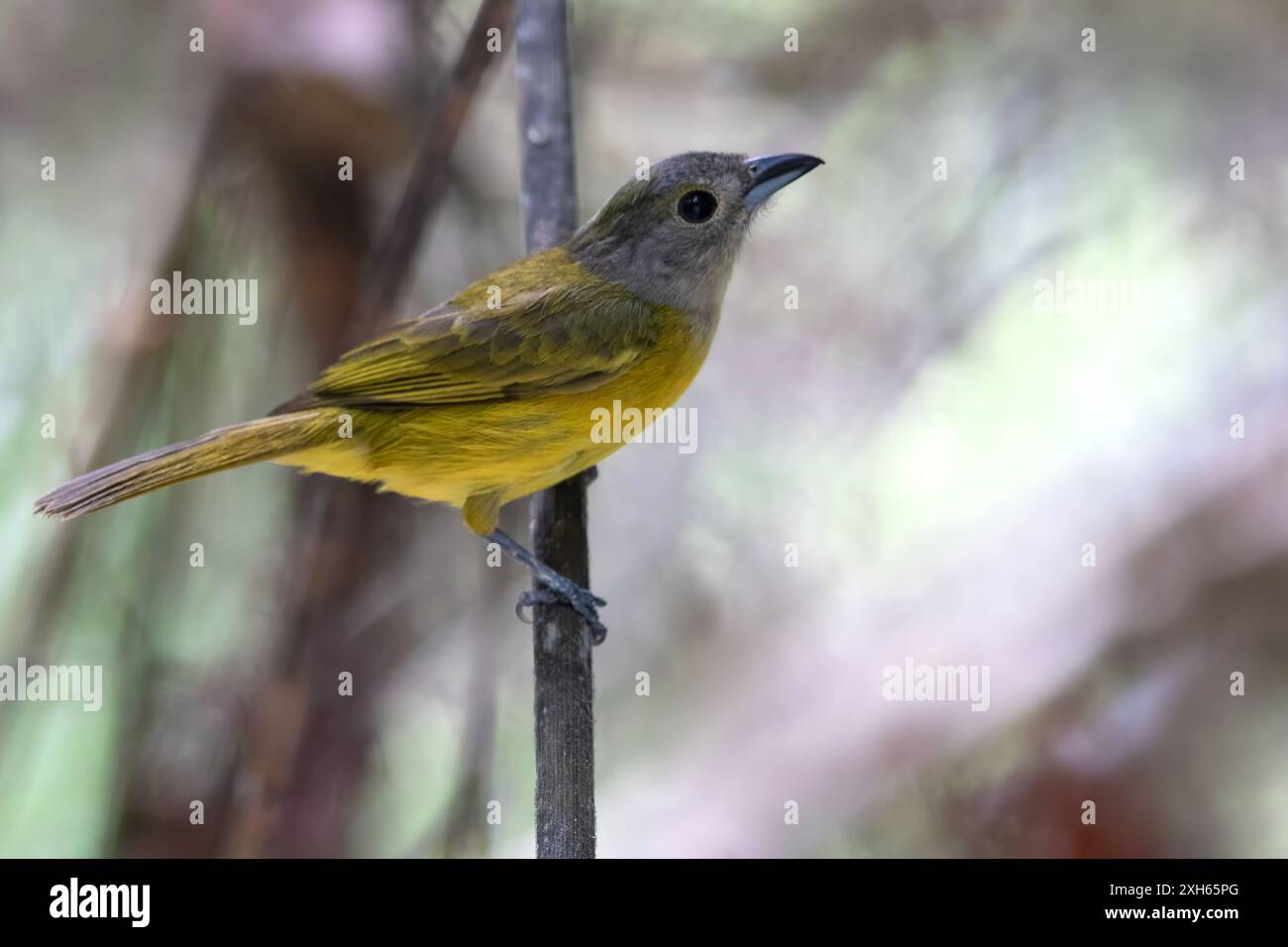 white-shouldered tanager (Loriotus luctuosus, Tachyphonus luctuosus ...