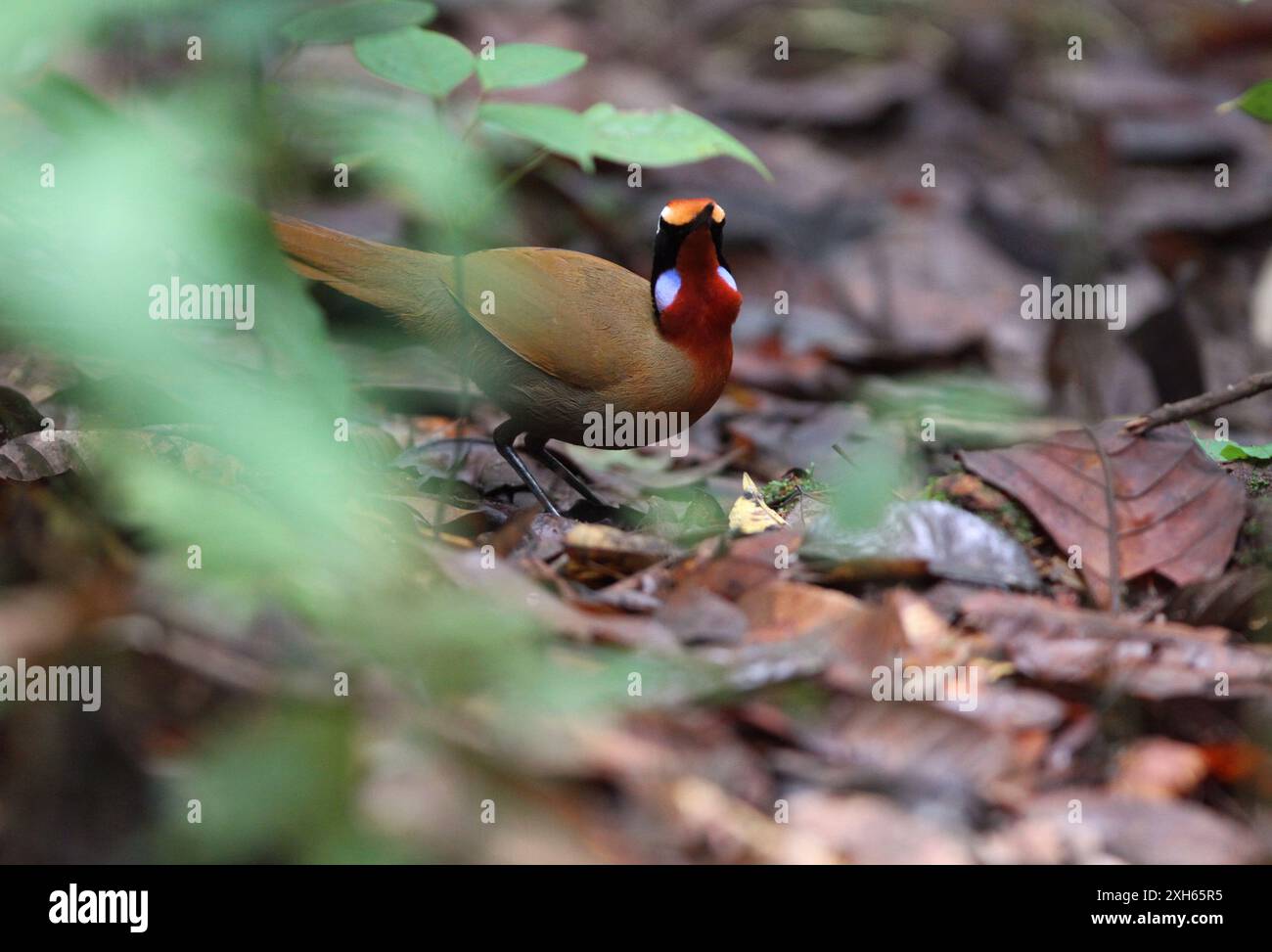 Malay rail babbler, Malaysian rail-babbler (Eupetes macrocerus ...