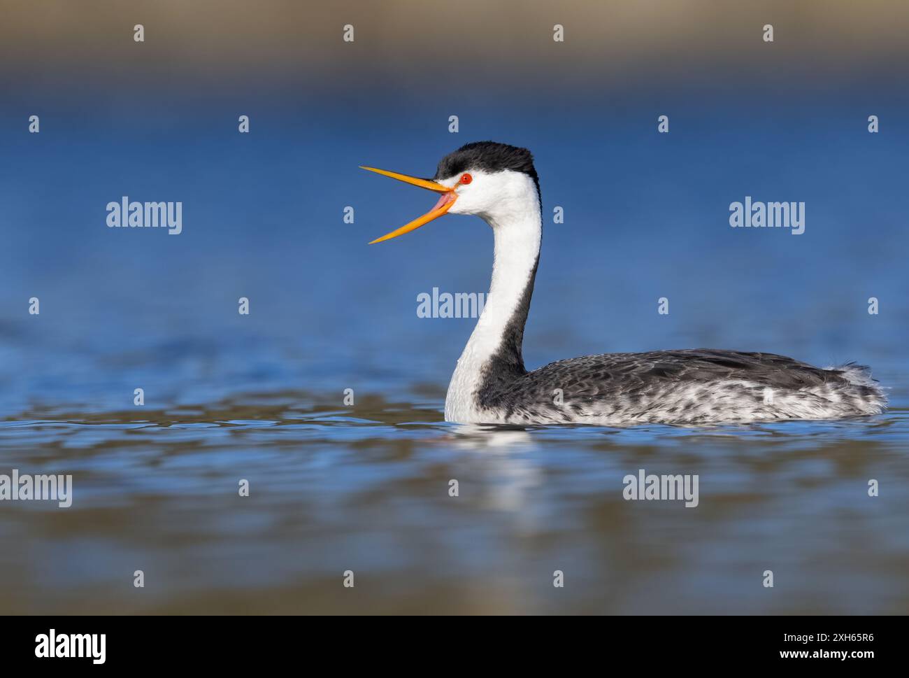 Clark's grebe, Mexican grebe (Aechmophorus clarkii), swimming on a lake ...