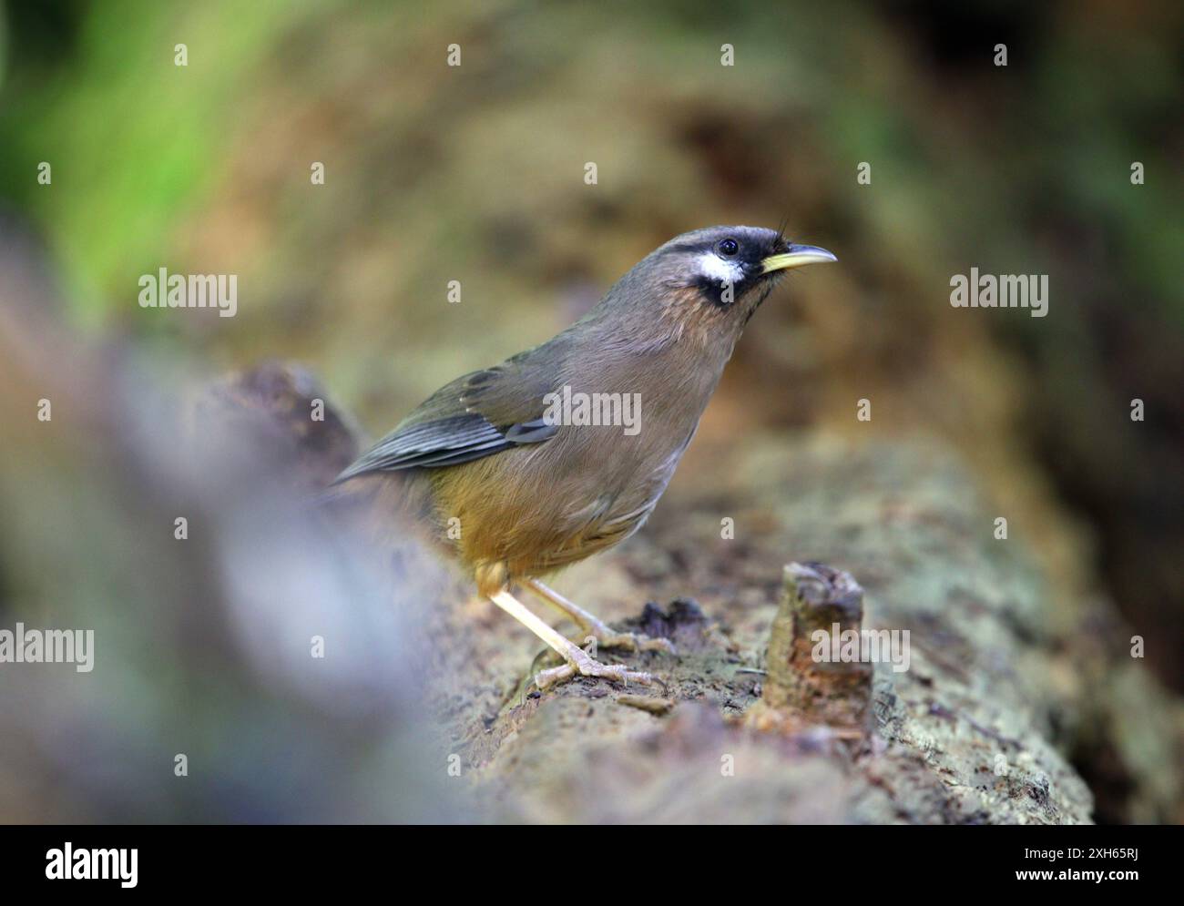 Black fronted laughing thrushes hi-res stock photography and images - Alamy