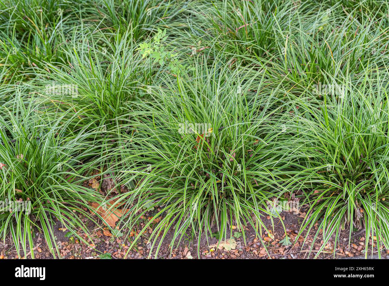 Goldband Carex (Carex morrowii 'Variegata', Carex morrowii Variegata ...