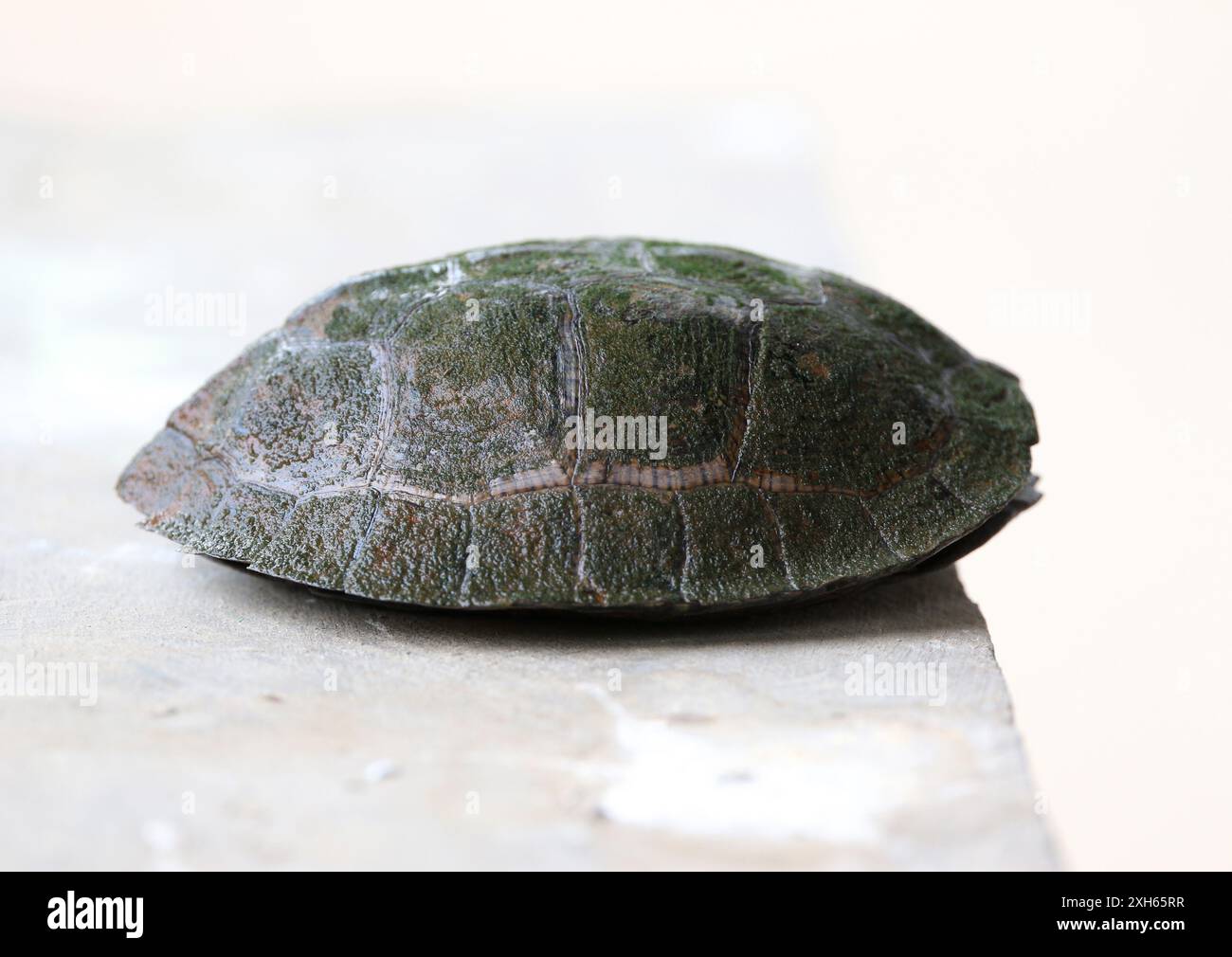 Asian leaf turtle (Cyclemys dentata), lies on a rock, legs and head ...