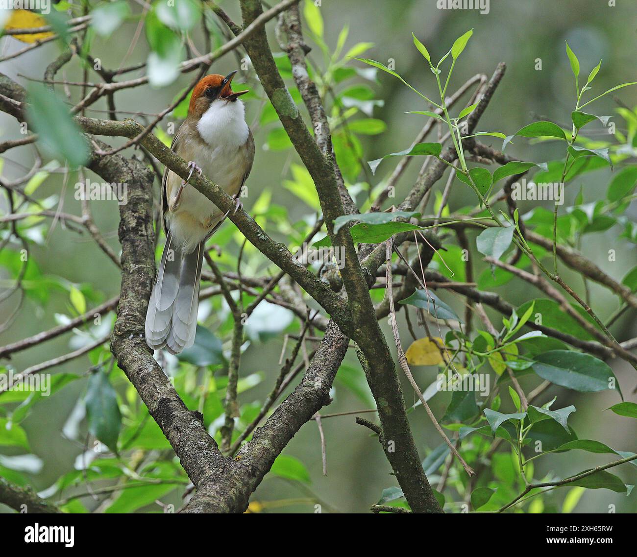 Rufous crowned laughing thrushes hi-res stock photography and images ...