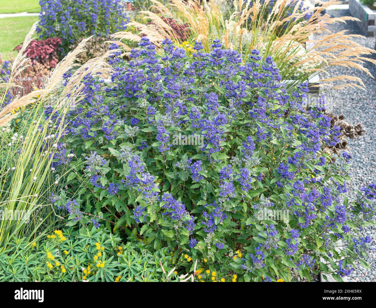 Blue Beard, Blue Spiraea (Caryopteris x clandonensis 'Grand Blue ...