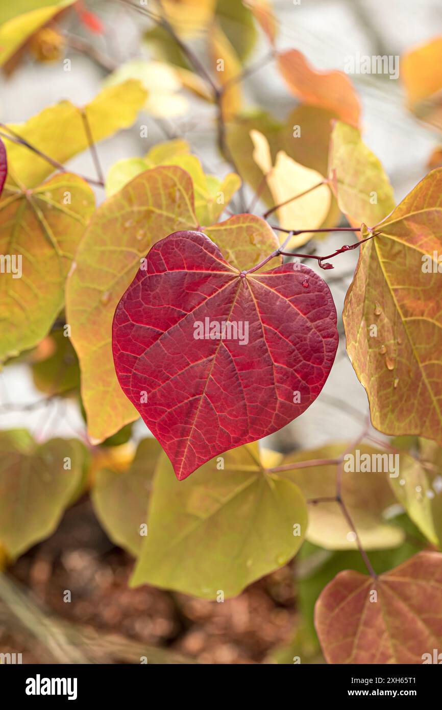North America red bud (Cercis canadensis), Autumn leaves of the ...