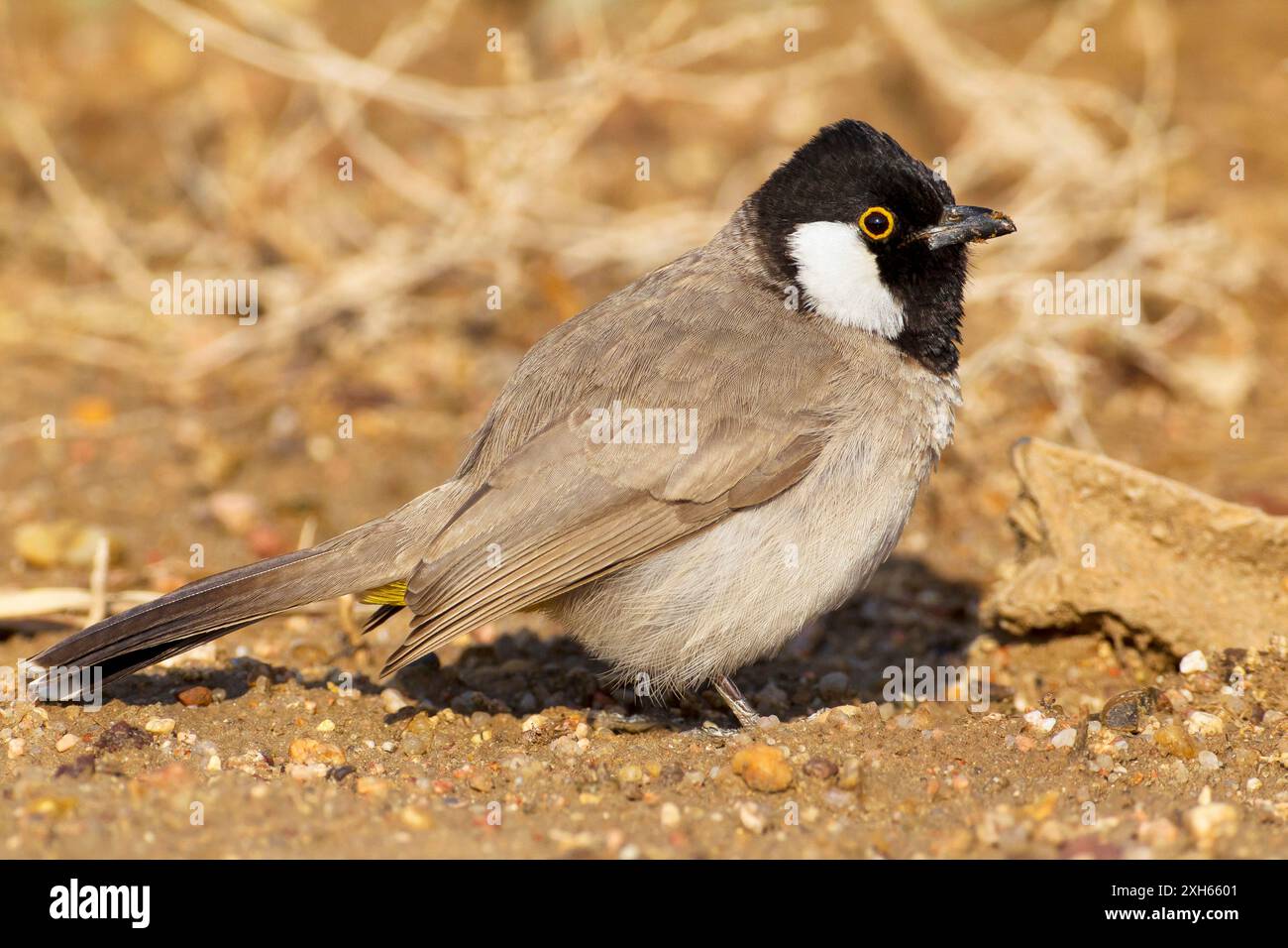 White-eared bulbul (Pycnonotus leucotis), foraging on the ground, side ...