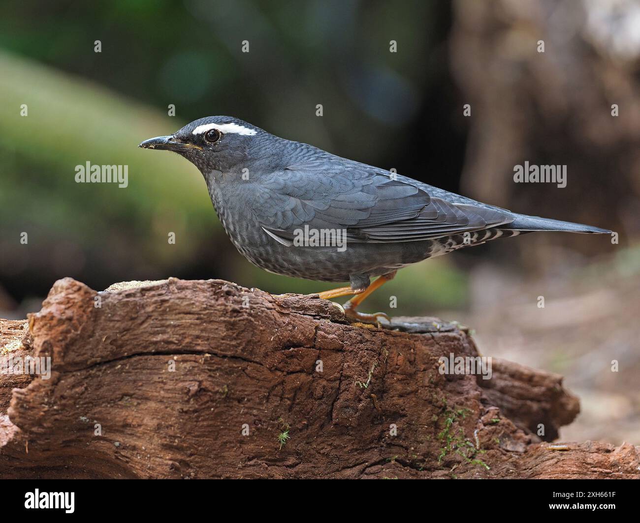 Siberian thrush, Siberian ground thrush (Geokichla sibirica, Zoothera ...