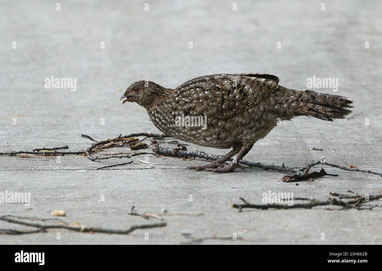 Cabot's tragopan, Cabot's Horned Pheasant, Chinese Tragopan, Fukien ...