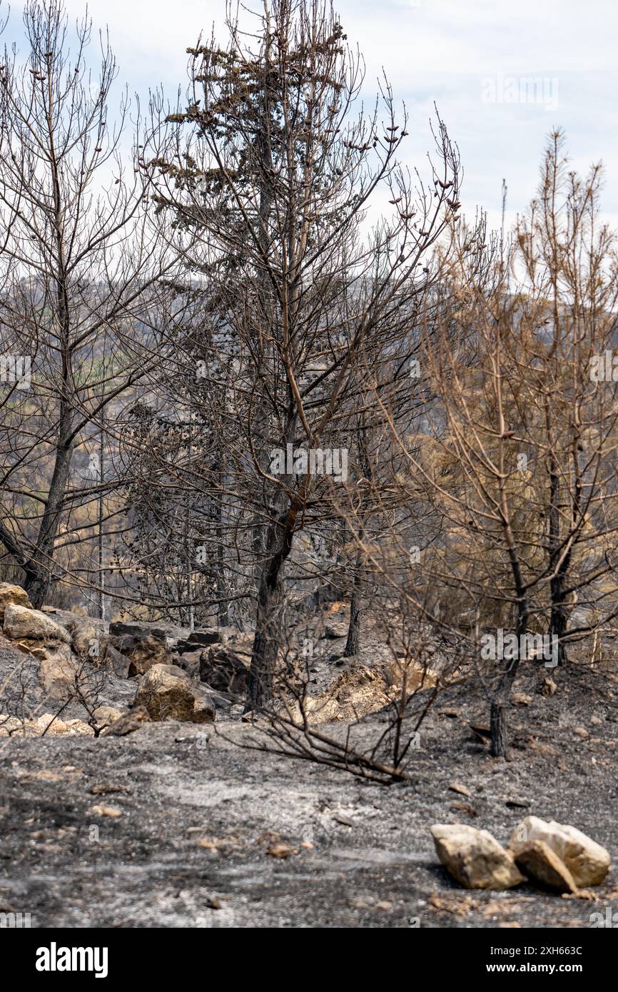 Dead trees and dead forest after a massive forest fire. Natural ...