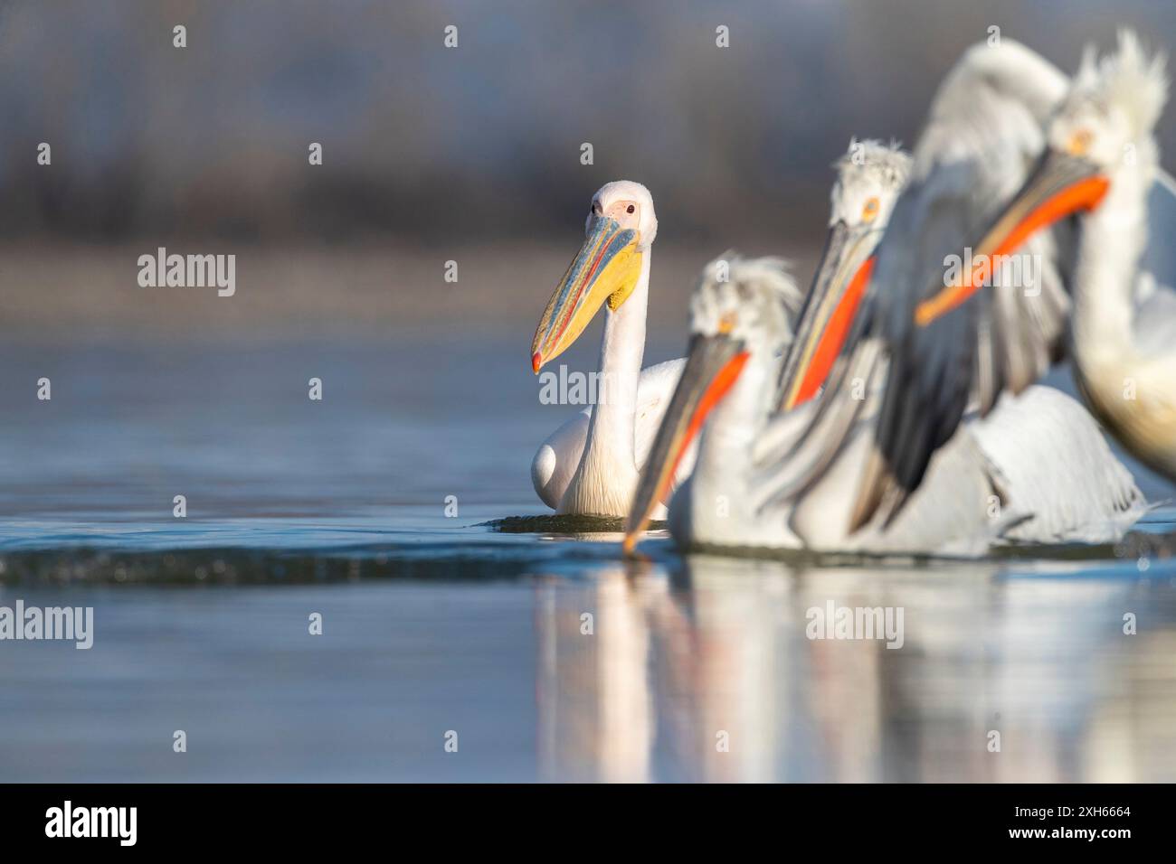 eastern white pelican (Pelecanus onocrotalus), swimming together with ...